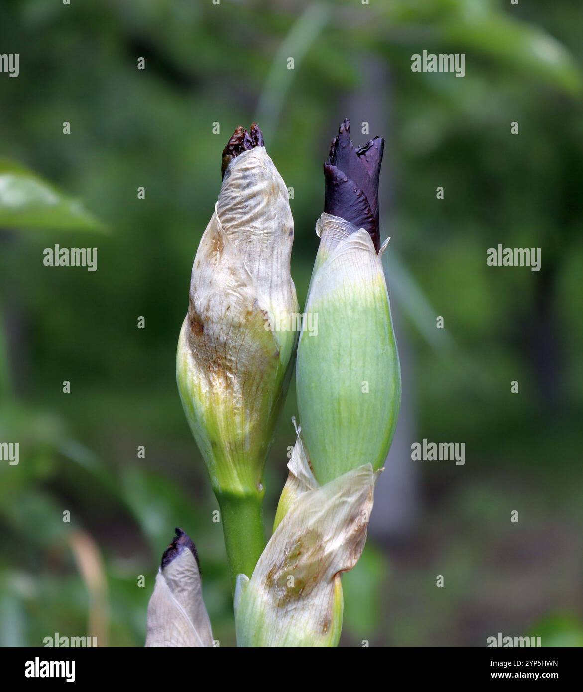 Swollen bud hi-res stock photography and images - Alamy