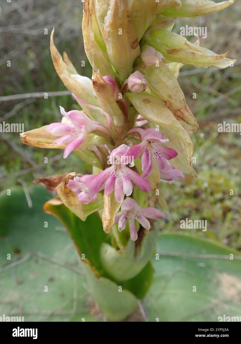 Small Pink Satyre (Satyrium erectum Stock Photo - Alamy