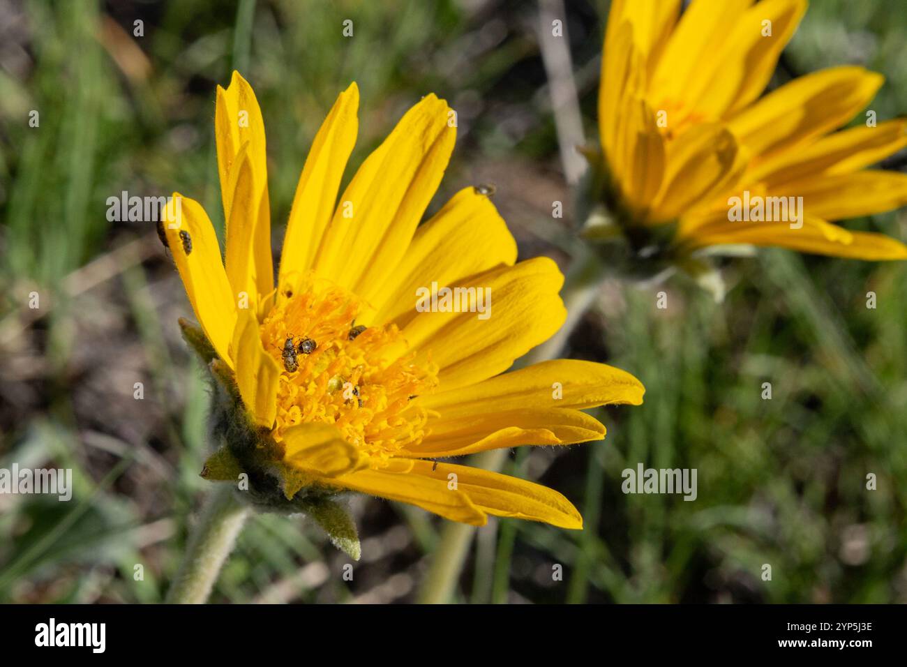 Balsamorhiza incana hi-res stock photography and images - Alamy