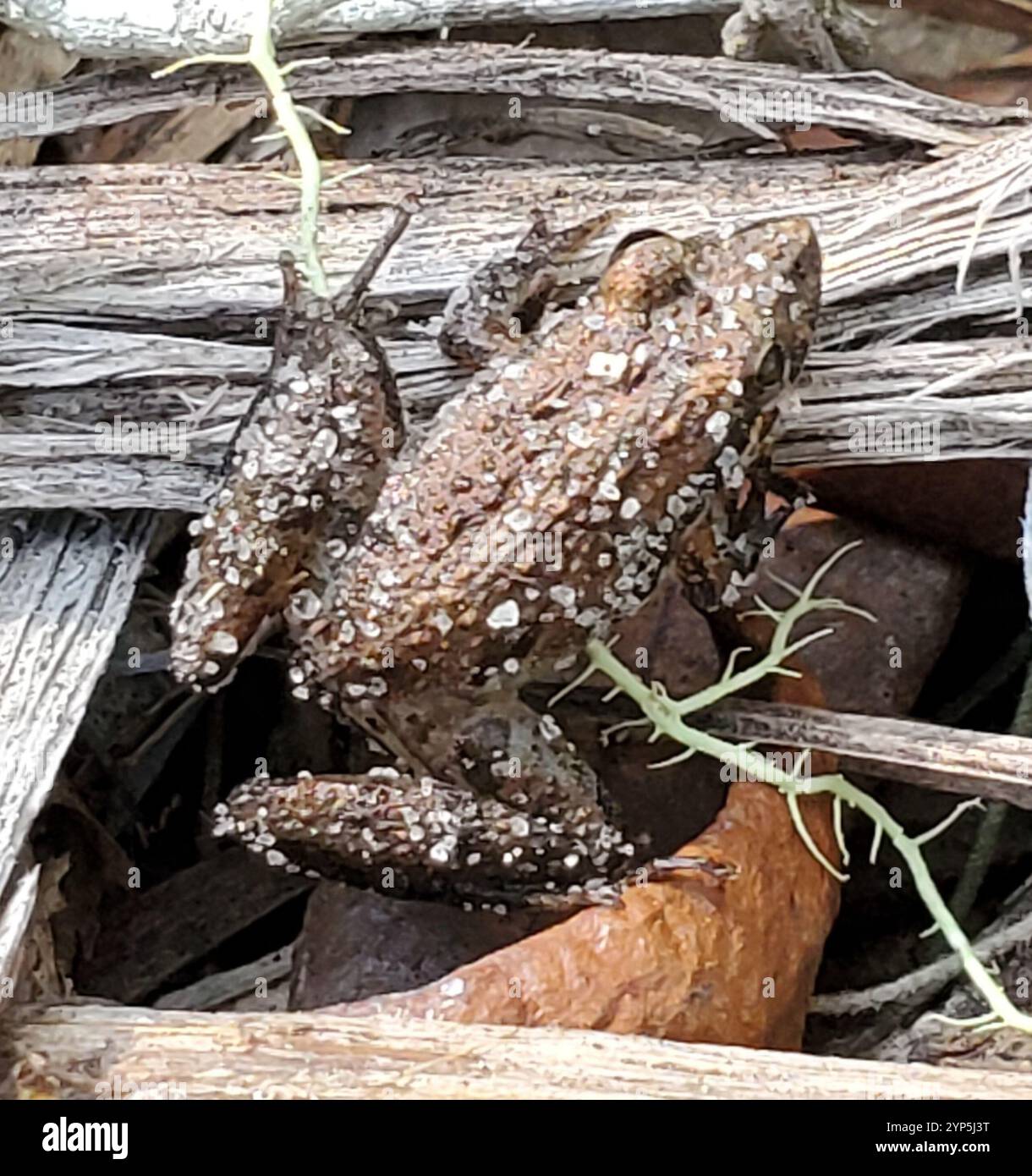 Southern Cricket Frog (Acris gryllus Stock Photo - Alamy