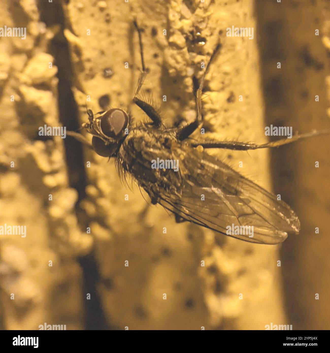 Muscoid Flies (Muscoidea Stock Photo - Alamy