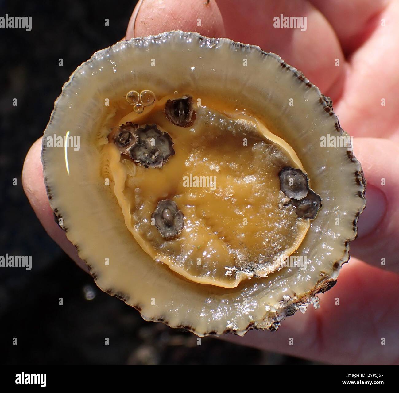 Common European Limpet (Patella vulgata Stock Photo - Alamy