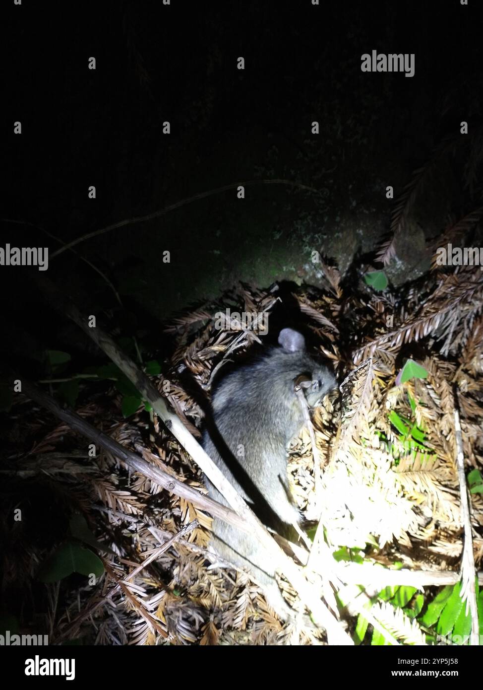 Neotoma fuscipes hi-res stock photography and images - Alamy