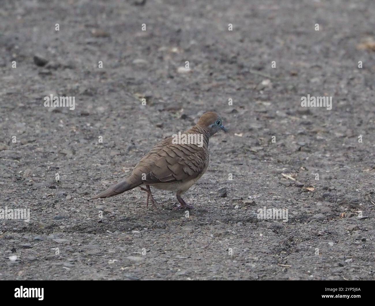 Zebra Dove (Geopelia striata Stock Photo - Alamy