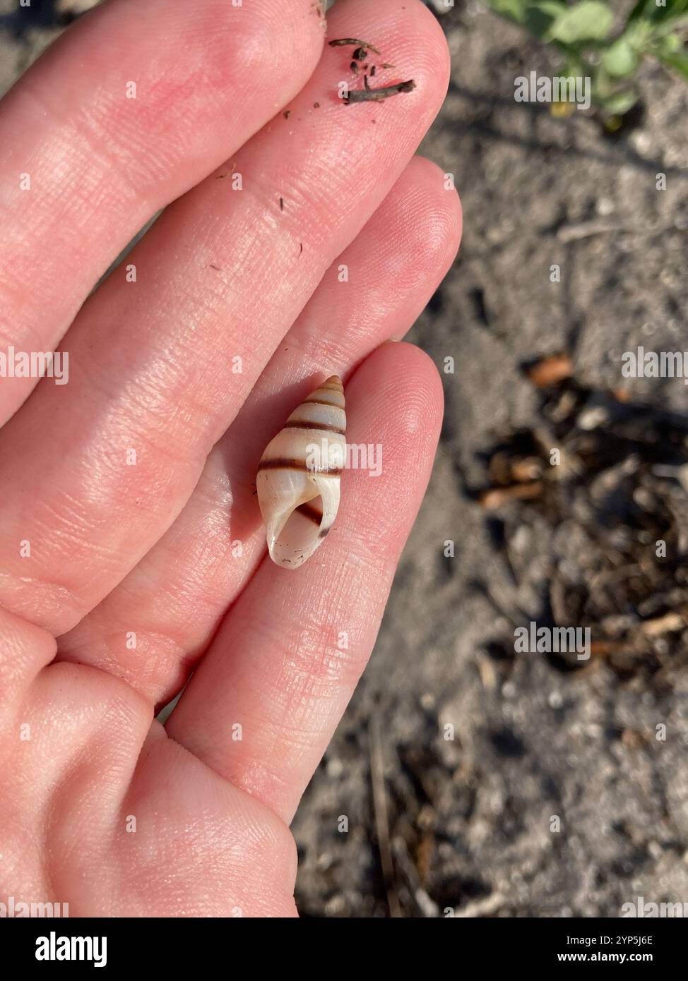 West Indian Bulimulus (Bulimulus guadalupensis Stock Photo - Alamy