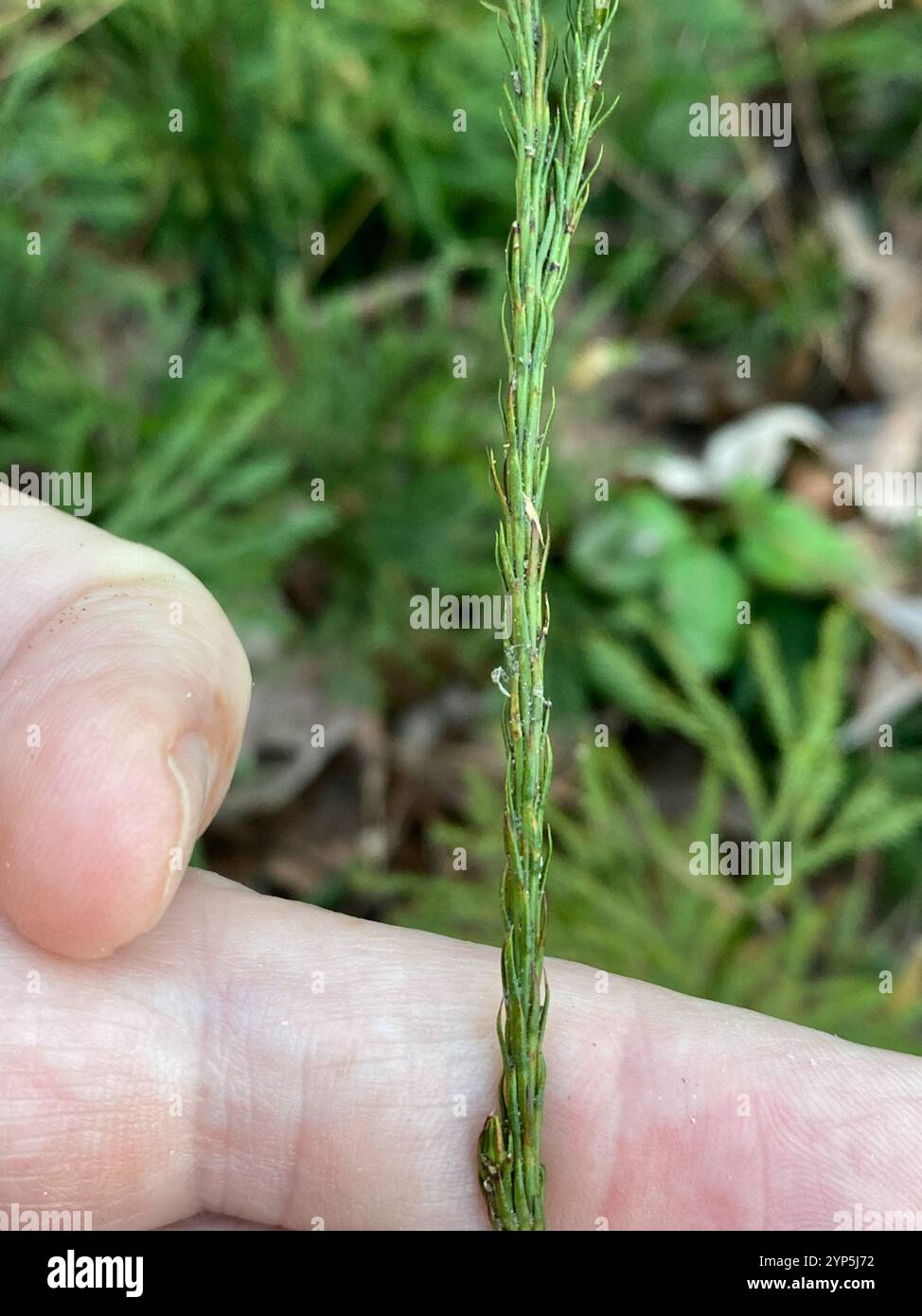 flat-branched tree-clubmoss (Dendrolycopodium obscurum Stock Photo - Alamy