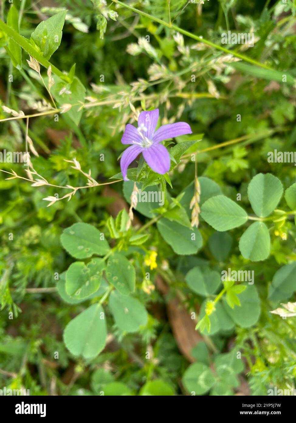 Triodanis biflora hi-res stock photography and images - Alamy