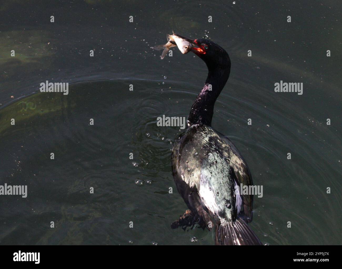 Shiner Surfperch (Cymatogaster aggregata Stock Photo - Alamy