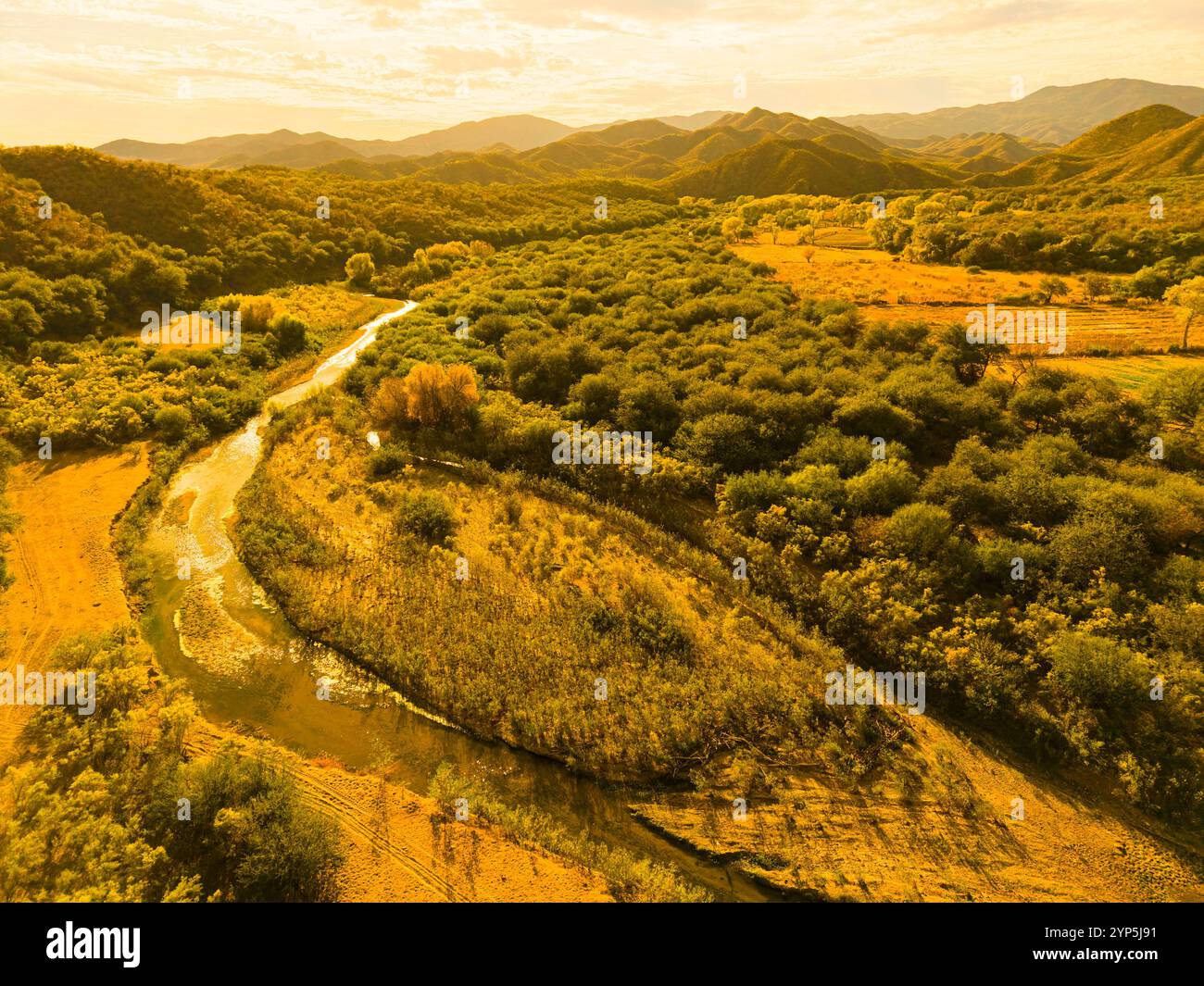 Alamo tree , trees, Alameda, alamos Landscape of the pass of the Rio ...