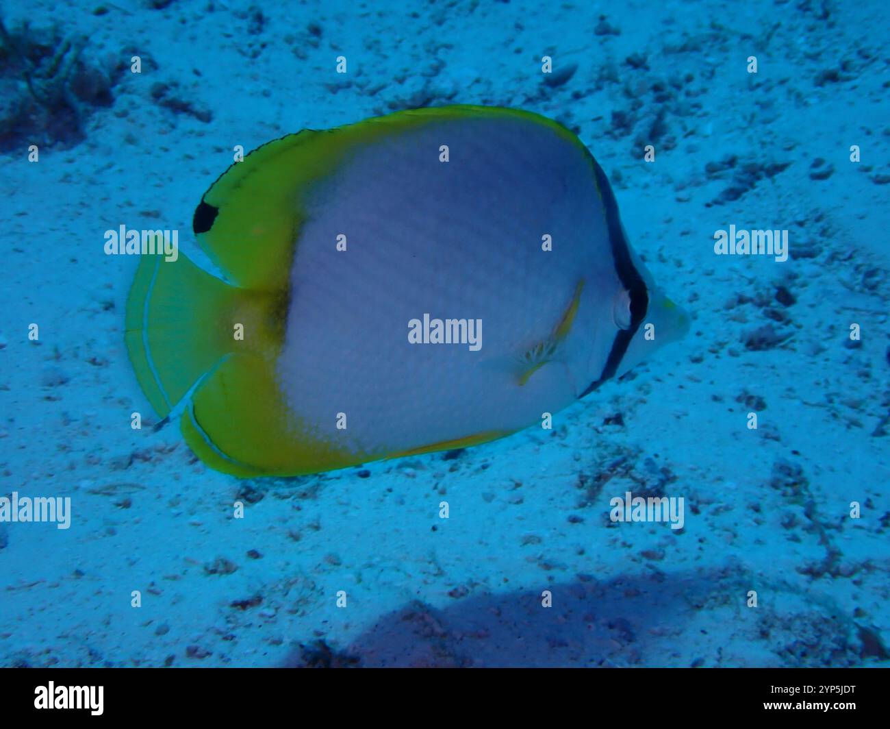 Spotfin Butterflyfish (Chaetodon ocellatus Stock Photo - Alamy