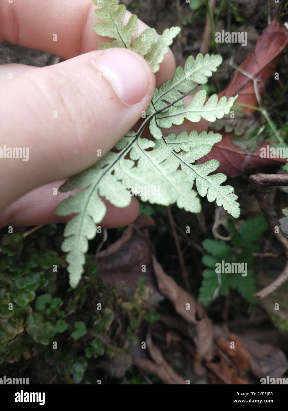 goldback fern (Pentagramma triangularis Stock Photo - Alamy