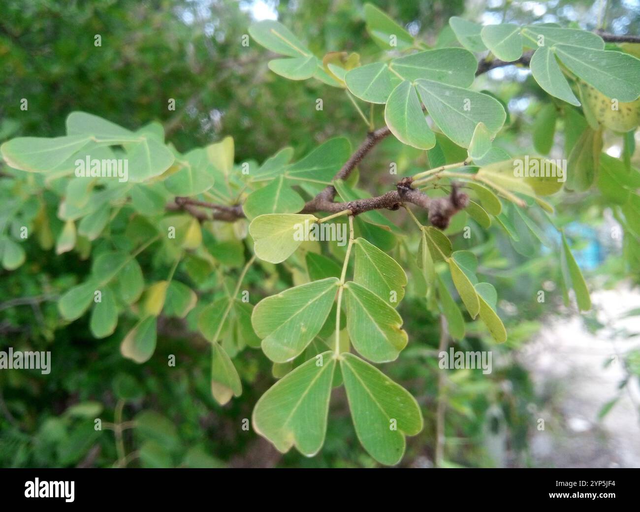 Haematoxylum campechianum hi-res stock photography and images - Alamy