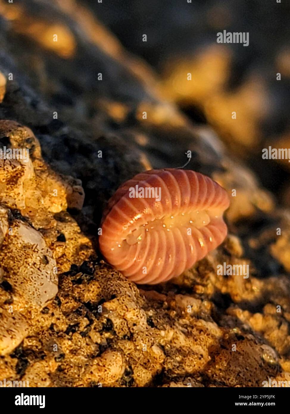 Coffee Bean Trivia (Pseudopusula californiana Stock Photo - Alamy