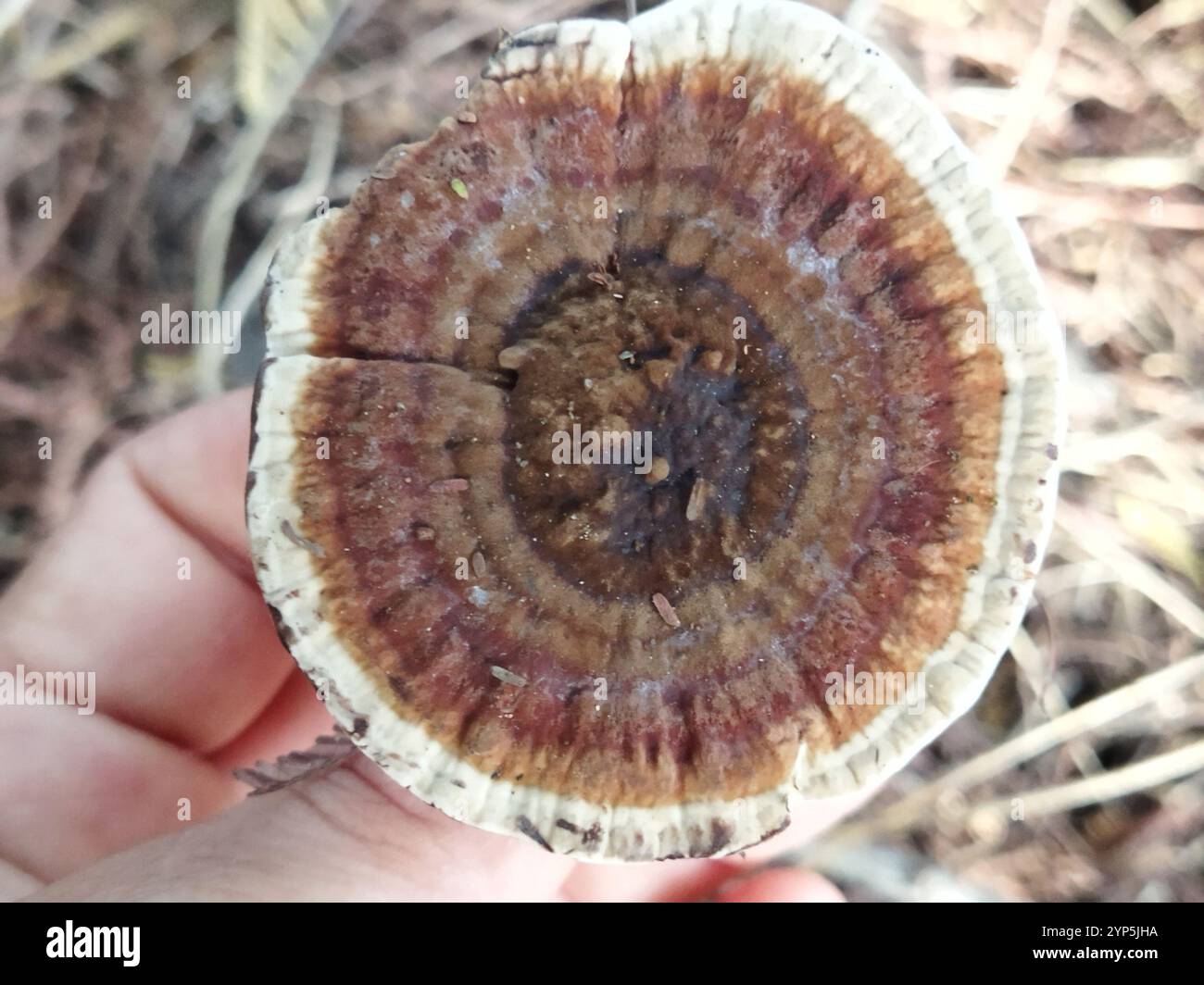 red-staining stalked polypore (Sanguinoderma rude Stock Photo - Alamy