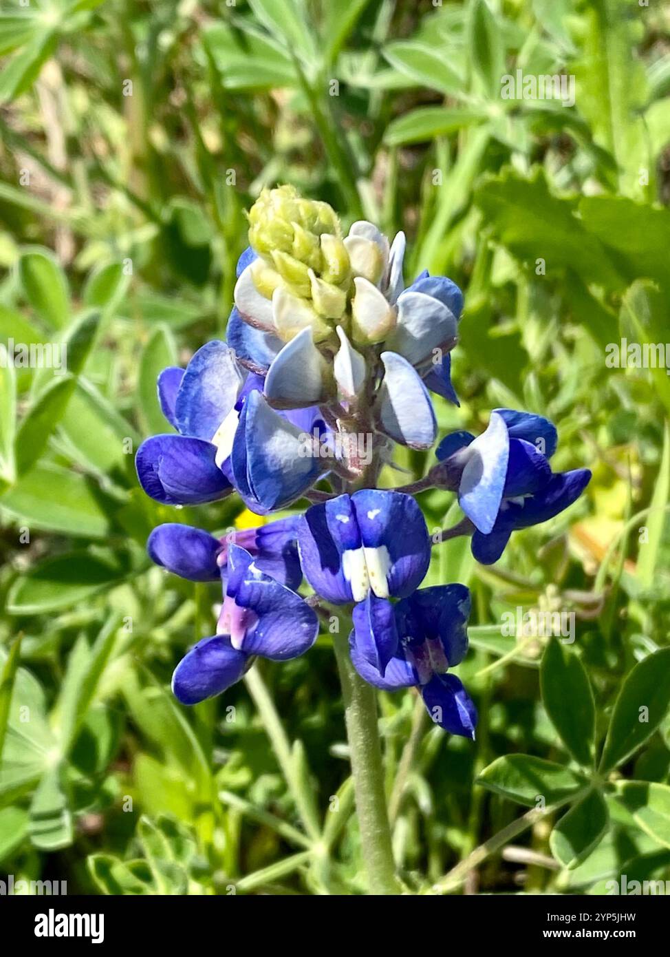 Texas bluebonnet (Lupinus texensis Stock Photo - Alamy