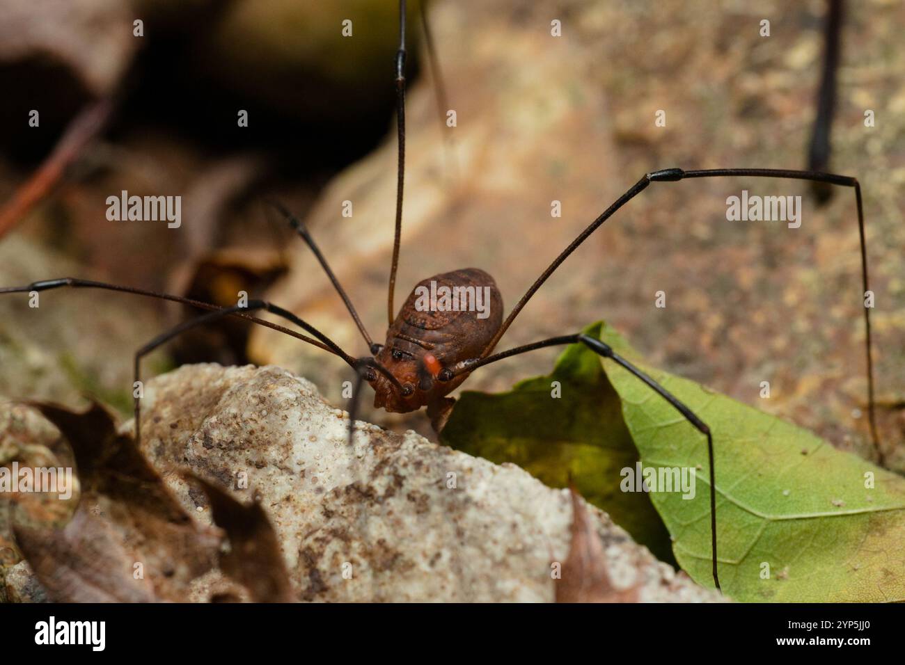 Eastern Harvestman (Leiobunum vittatum Stock Photo - Alamy