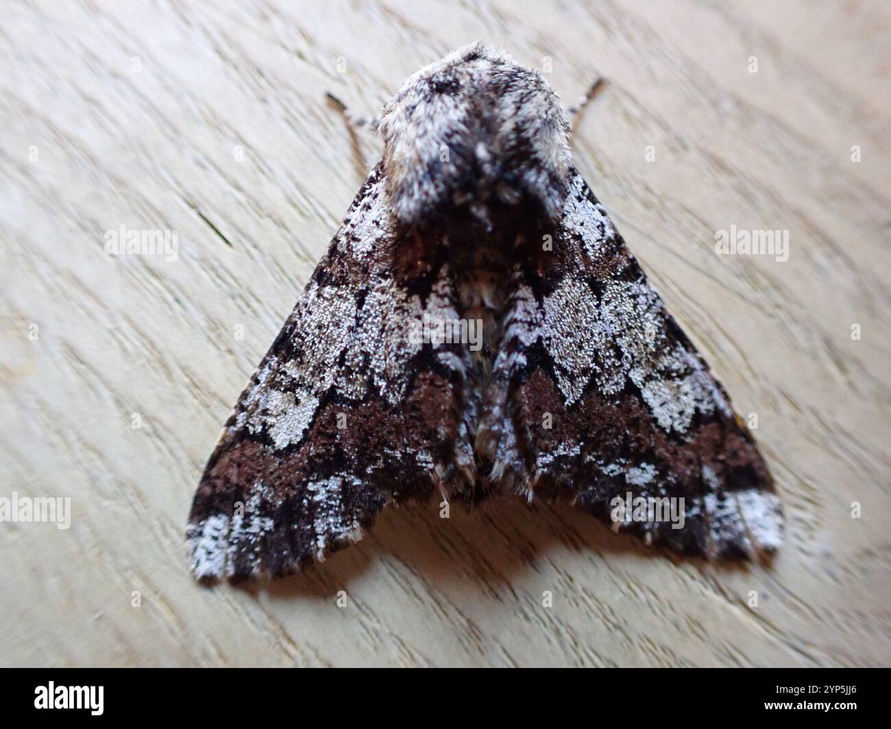 European Oak Beauty (Biston strataria Stock Photo - Alamy