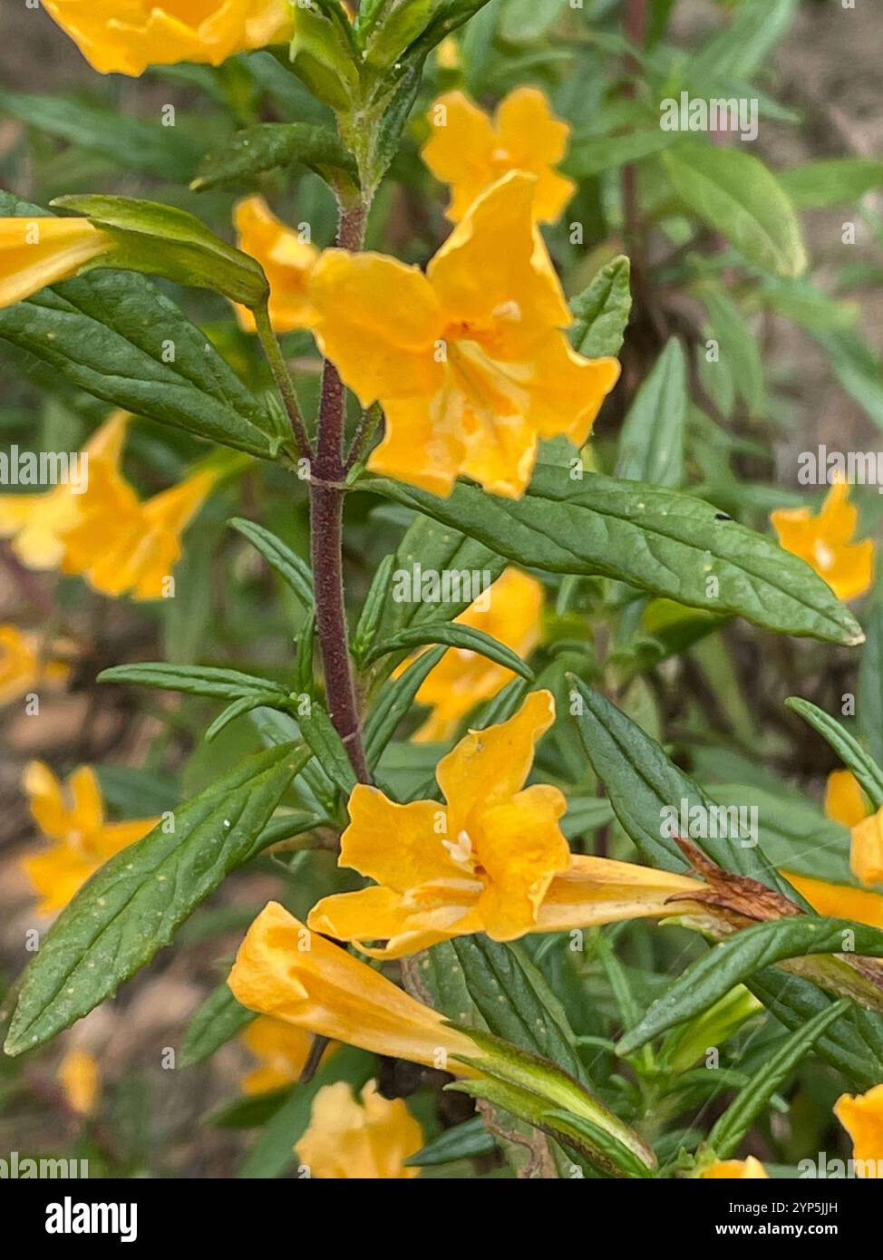orange bush monkeyflower (Diplacus aurantiacus Stock Photo - Alamy