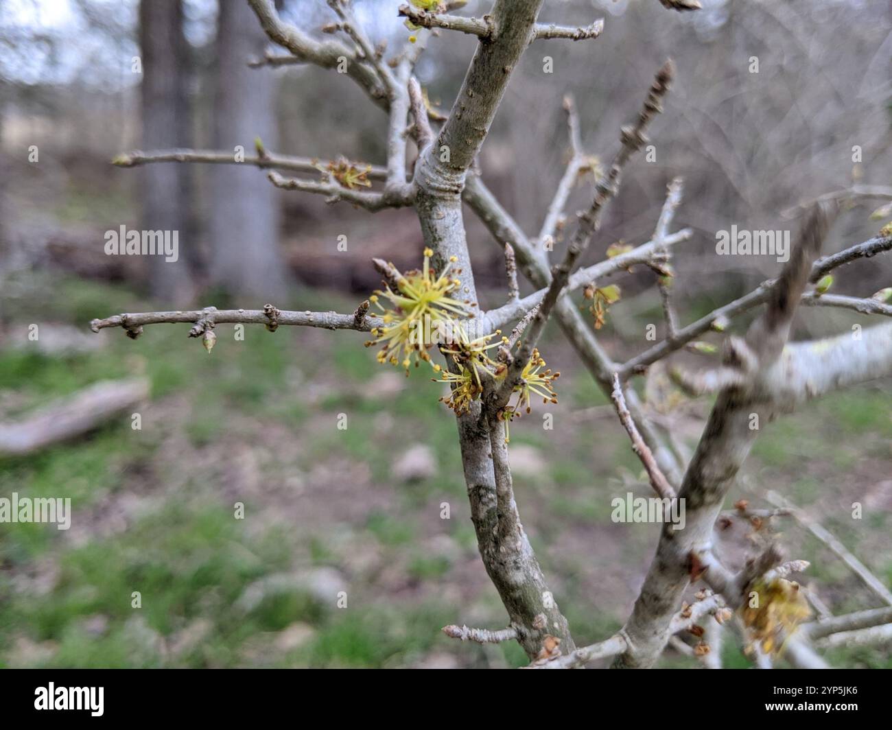 Stretchberry (Forestiera pubescens Stock Photo - Alamy