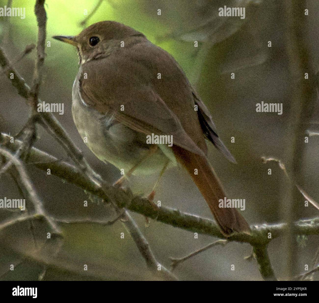 Hermit Thrush (Catharus guttatus Stock Photo - Alamy