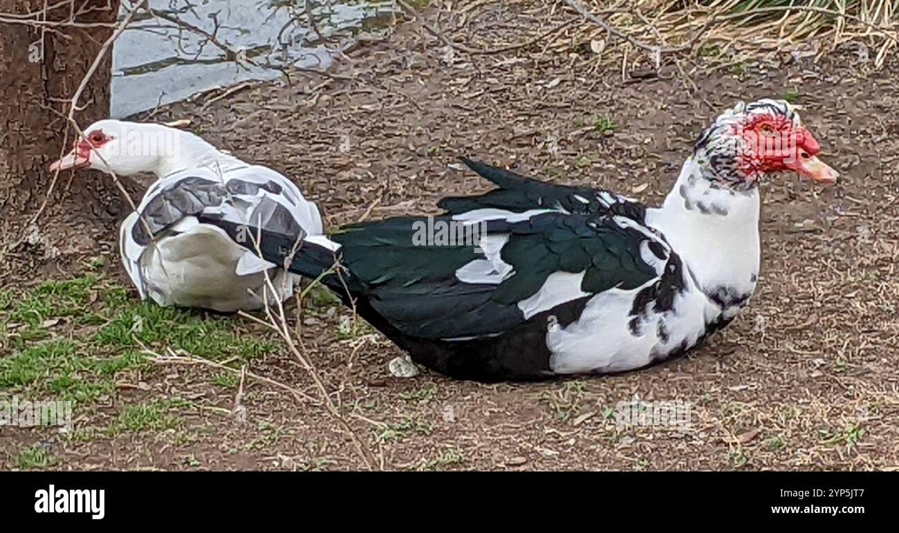 Domestic Muscovy Duck (Cairina moschata domestica Stock Photo - Alamy
