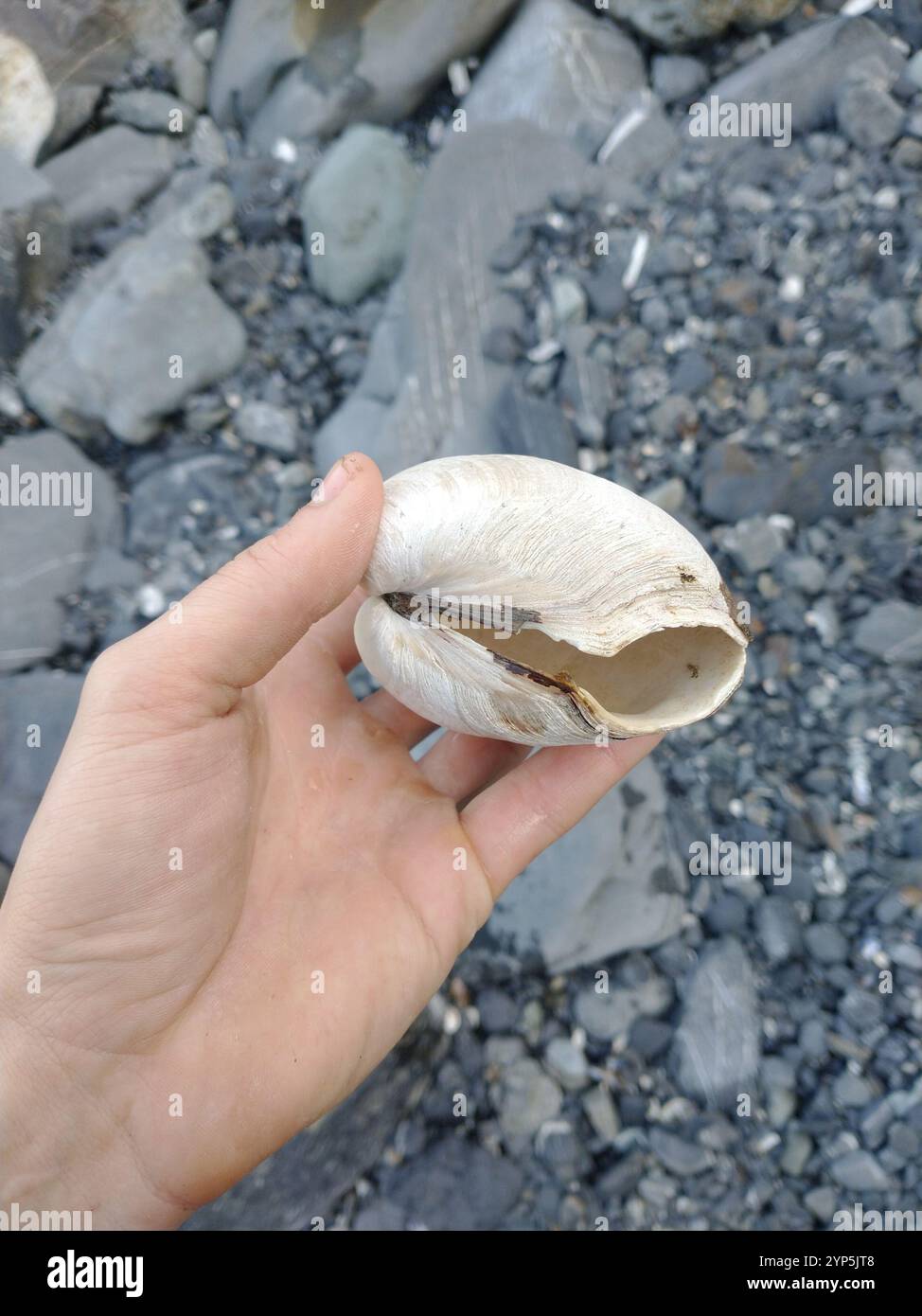 Fat Gaper (Tresus capax Stock Photo - Alamy