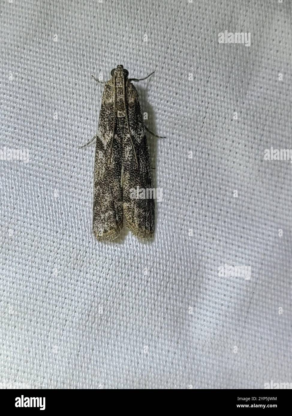 Knot-horn Moths (Phycitinae Stock Photo - Alamy