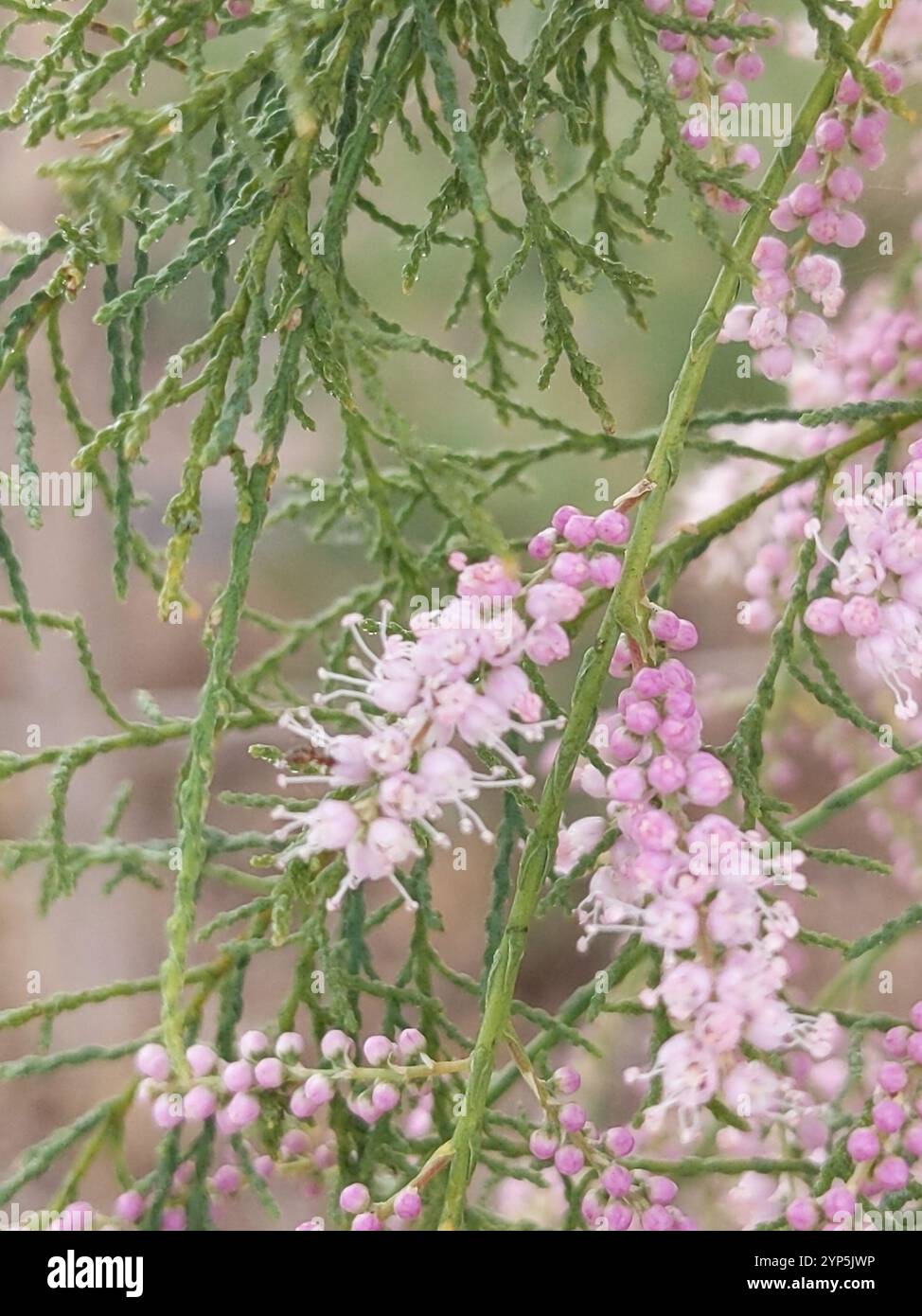 saltcedar (Tamarix ramosissima Stock Photo - Alamy