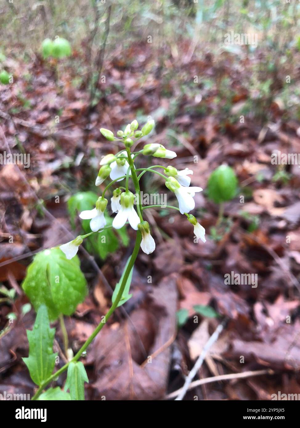 bulbous cress (Cardamine bulbosa Stock Photo - Alamy