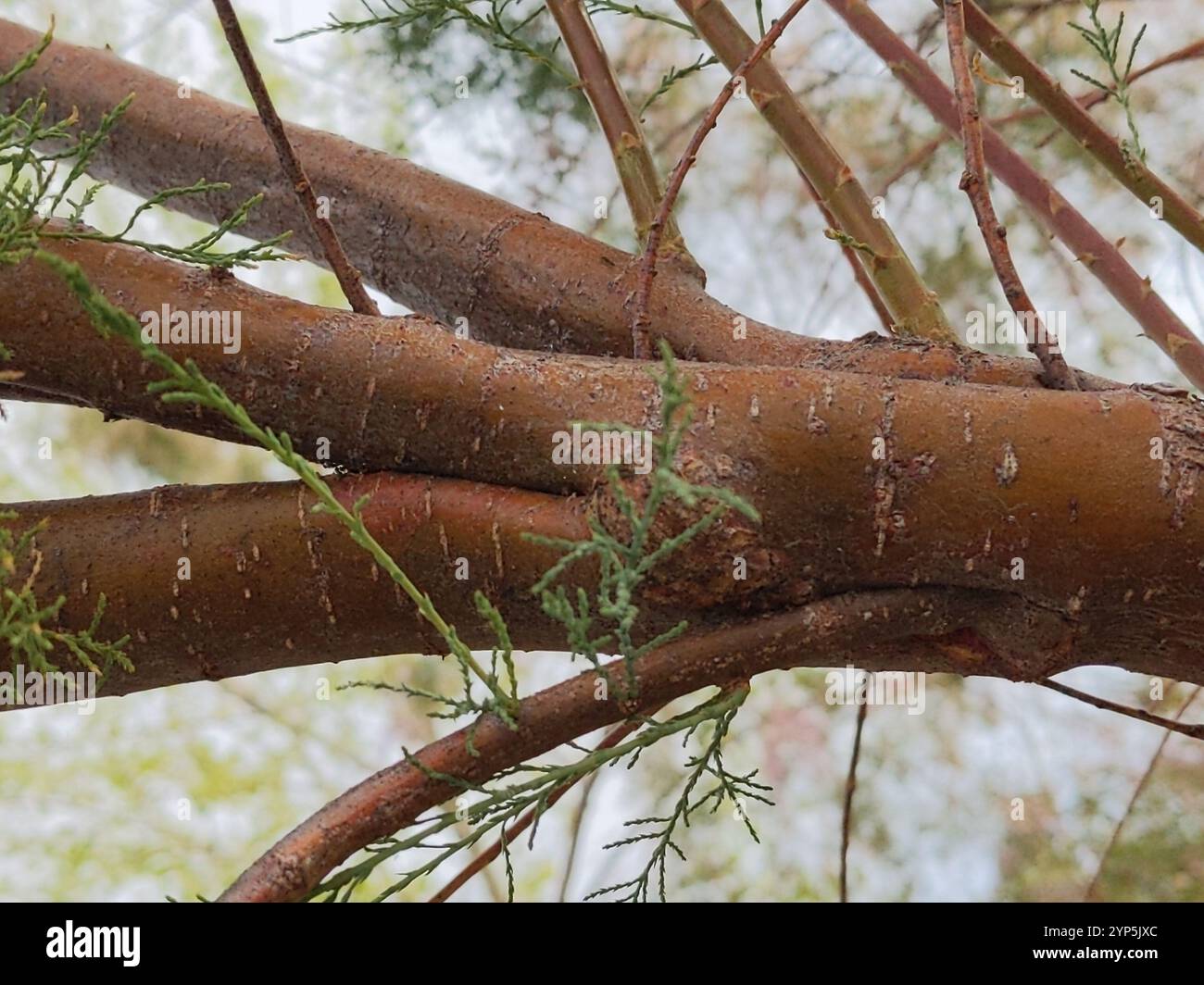 saltcedar (Tamarix ramosissima Stock Photo - Alamy