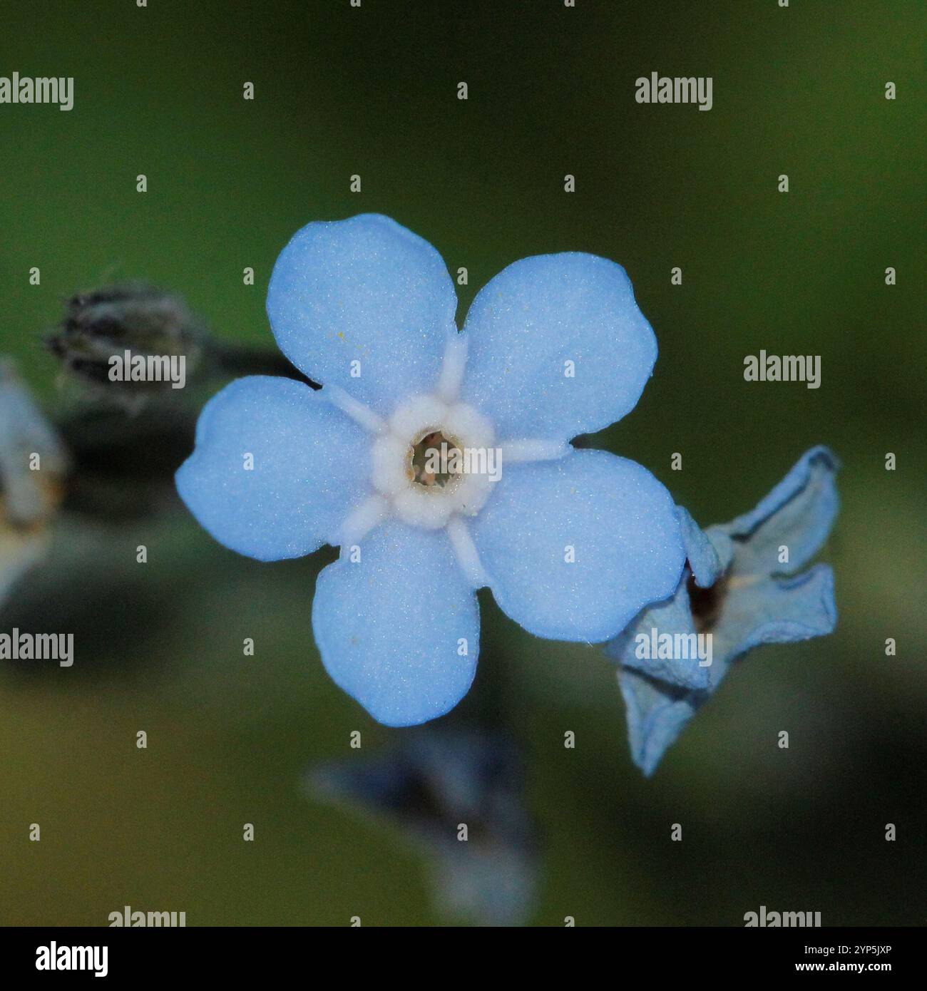 mountain forget-me-not (Myosotis asiatica Stock Photo - Alamy