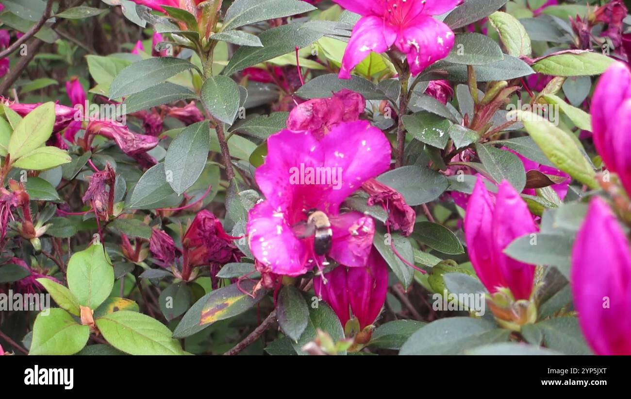 Blueberry Digger Bee (Habropoda laboriosa Stock Photo - Alamy