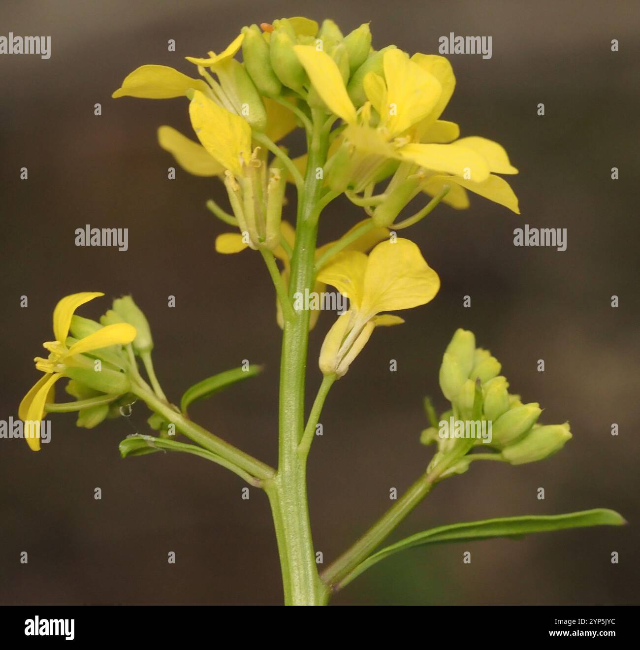 annual bastard cabbage (Rapistrum rugosum Stock Photo - Alamy