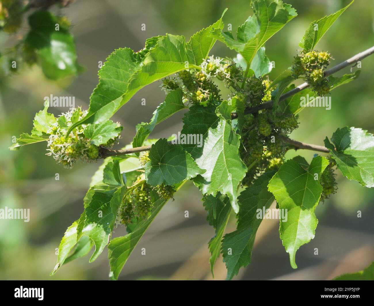 Korean mulberry (Morus indica Stock Photo - Alamy