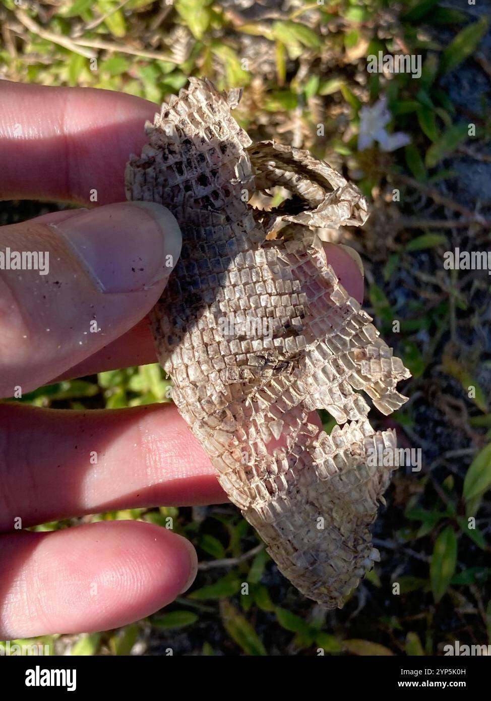 Northern Curly-tailed Lizard (Leiocephalus carinatus Stock Photo - Alamy