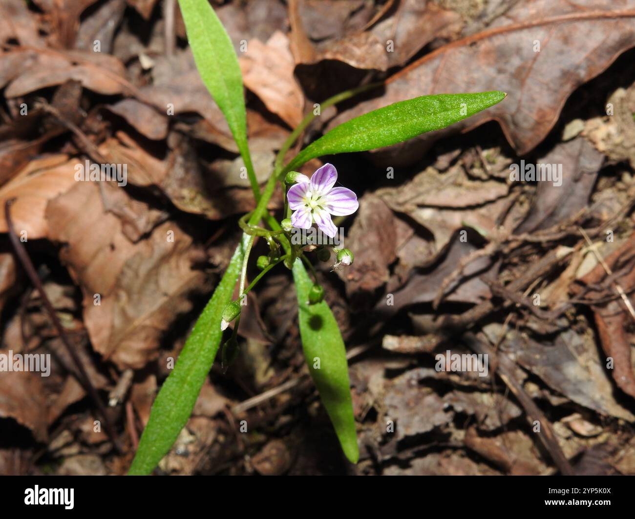Carolina Springbeauty (Claytonia caroliniana Stock Photo - Alamy
