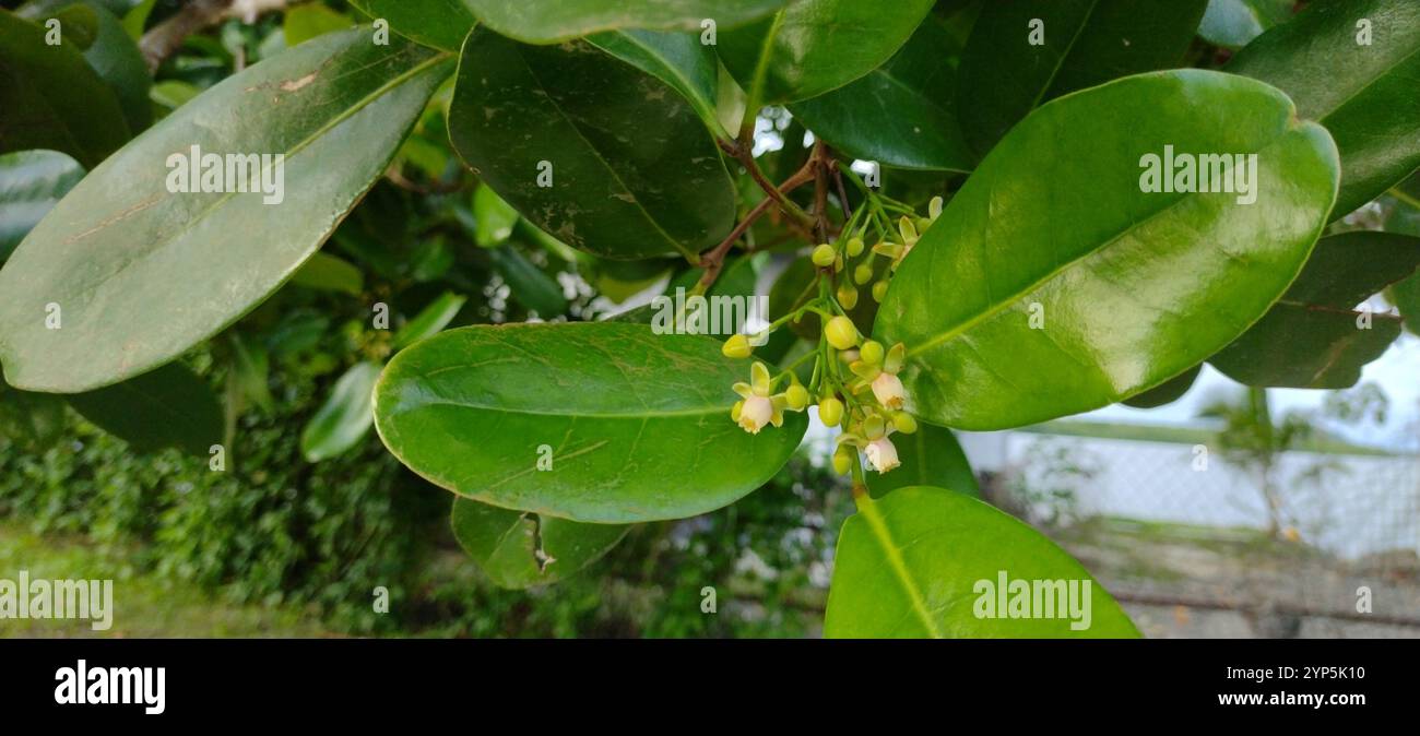 cannonball mangrove (Xylocarpus granatum Stock Photo - Alamy