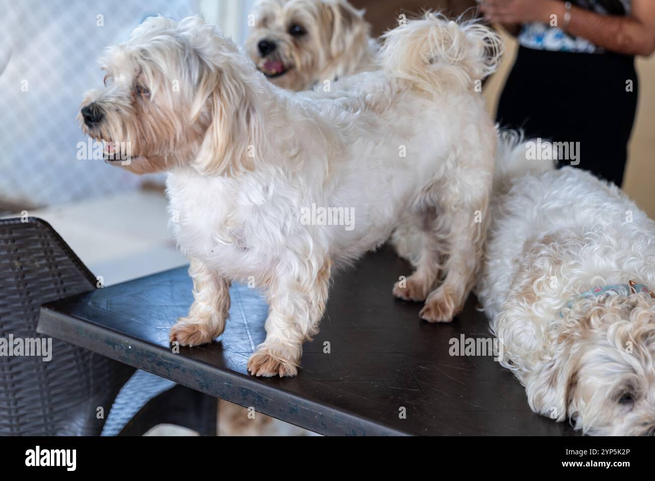 Adorable white dogs await their turn at the groomer's, fluffy and ready ...