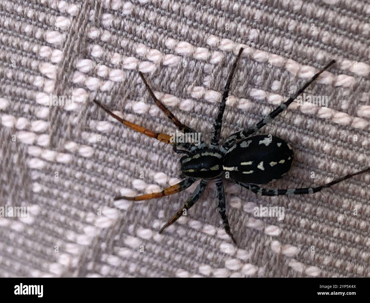 Spotted Ground Swift Spider (Nyssus coloripes Stock Photo - Alamy