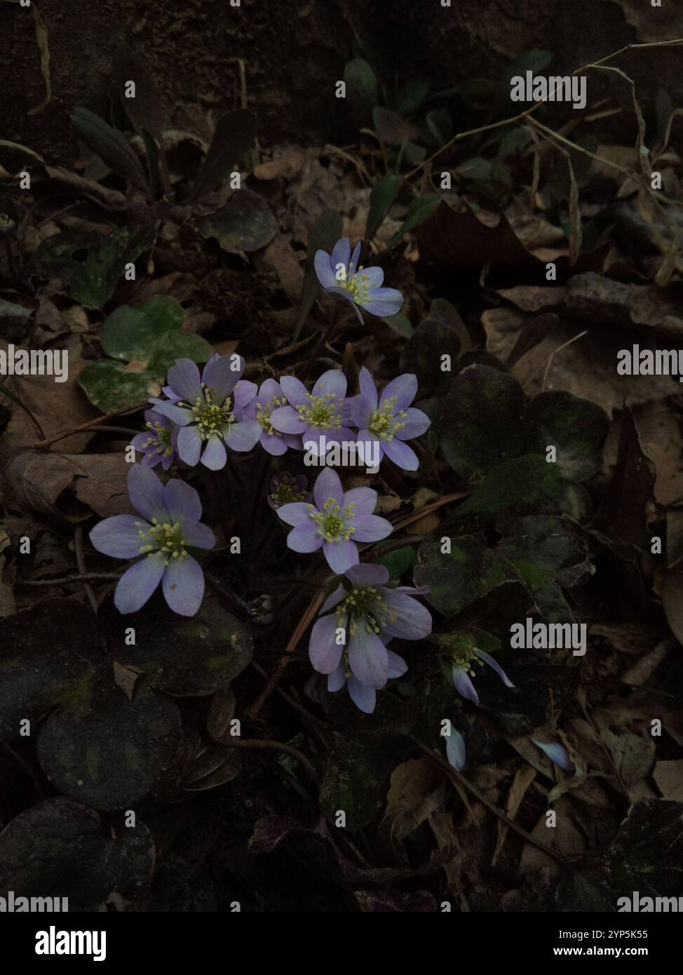 round-lobed hepatica (Hepatica americana Stock Photo - Alamy