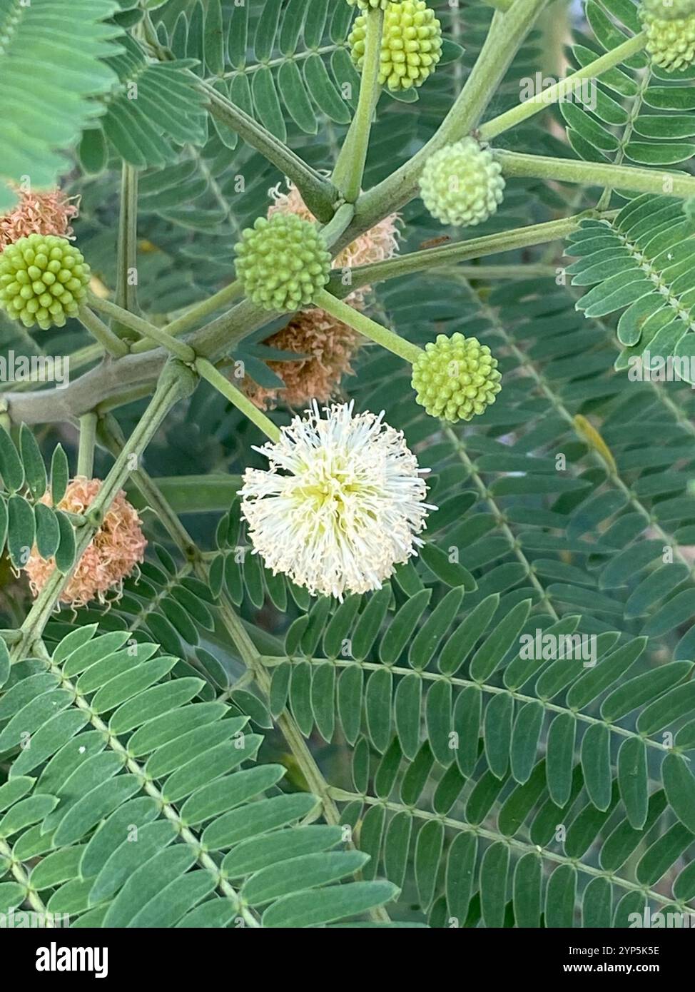 White leadtree (Leucaena leucocephala Stock Photo - Alamy
