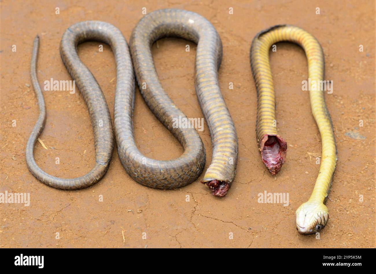 Blandings Tree Snake (Toxicodryas blandingii Stock Photo - Alamy