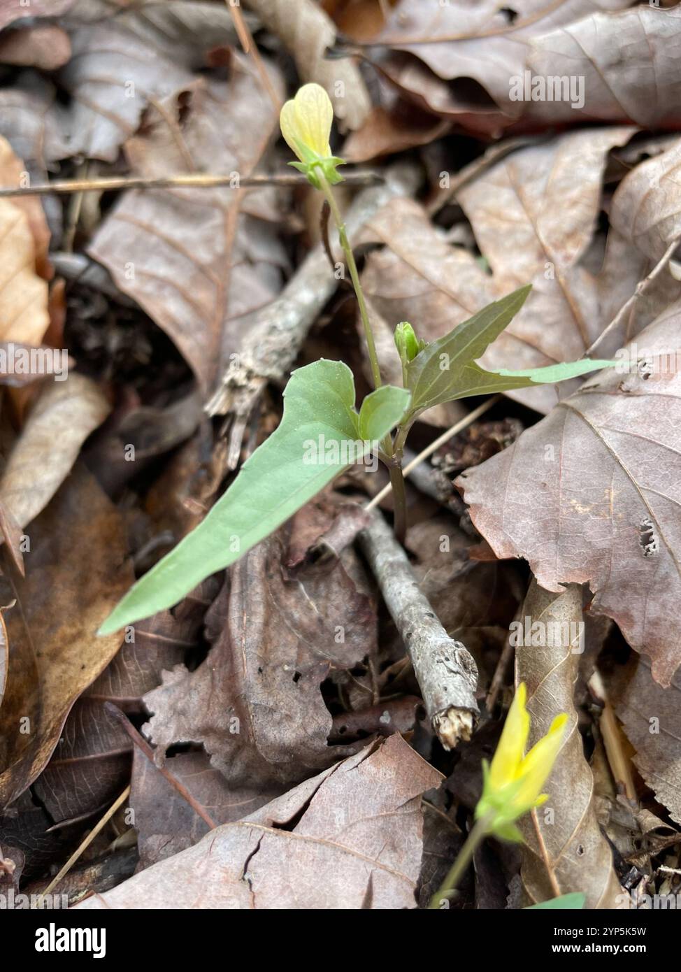 Halberd-leaved violet (Viola hastata Stock Photo - Alamy
