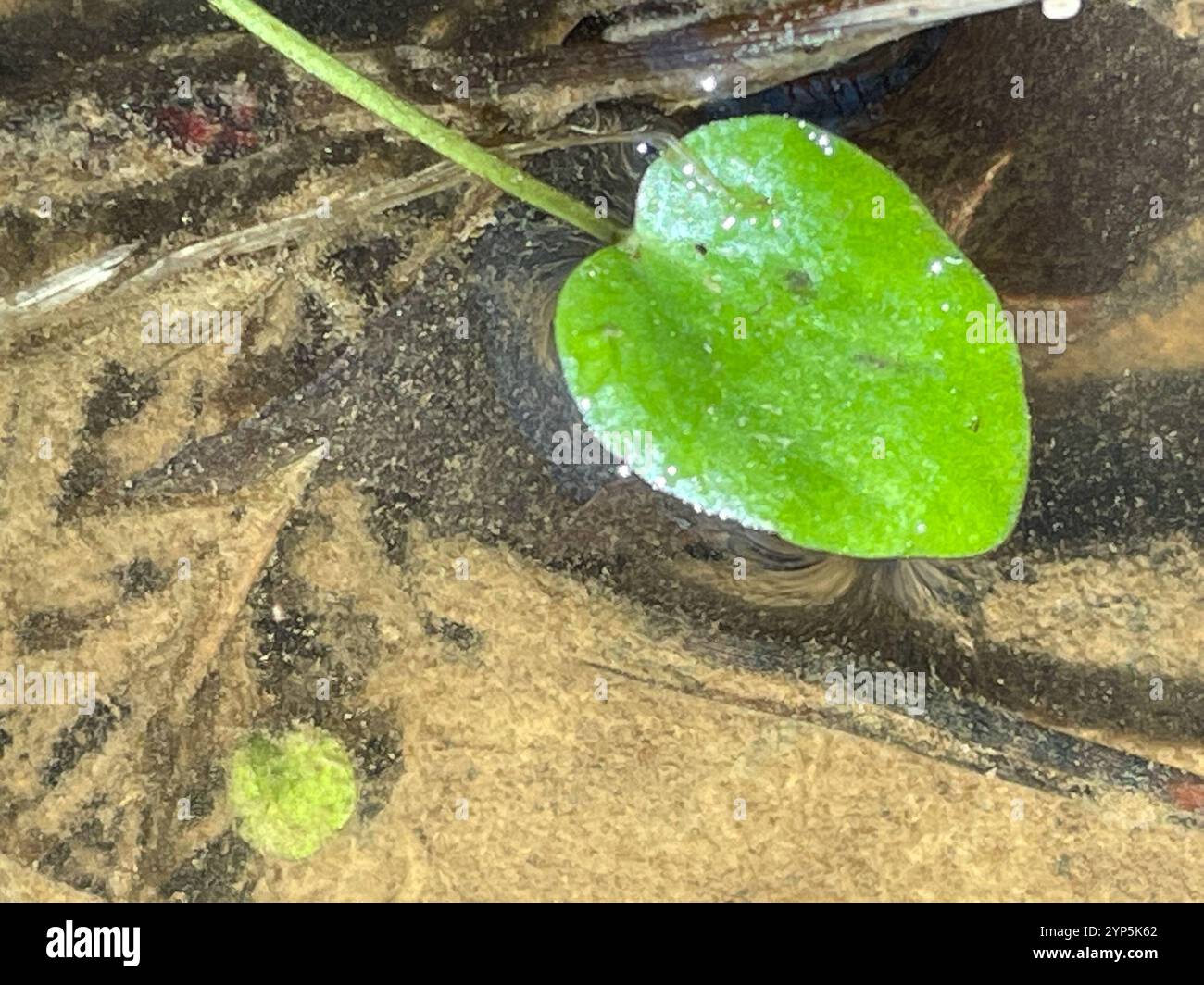 low spearwort (Ranunculus pusillus Stock Photo - Alamy