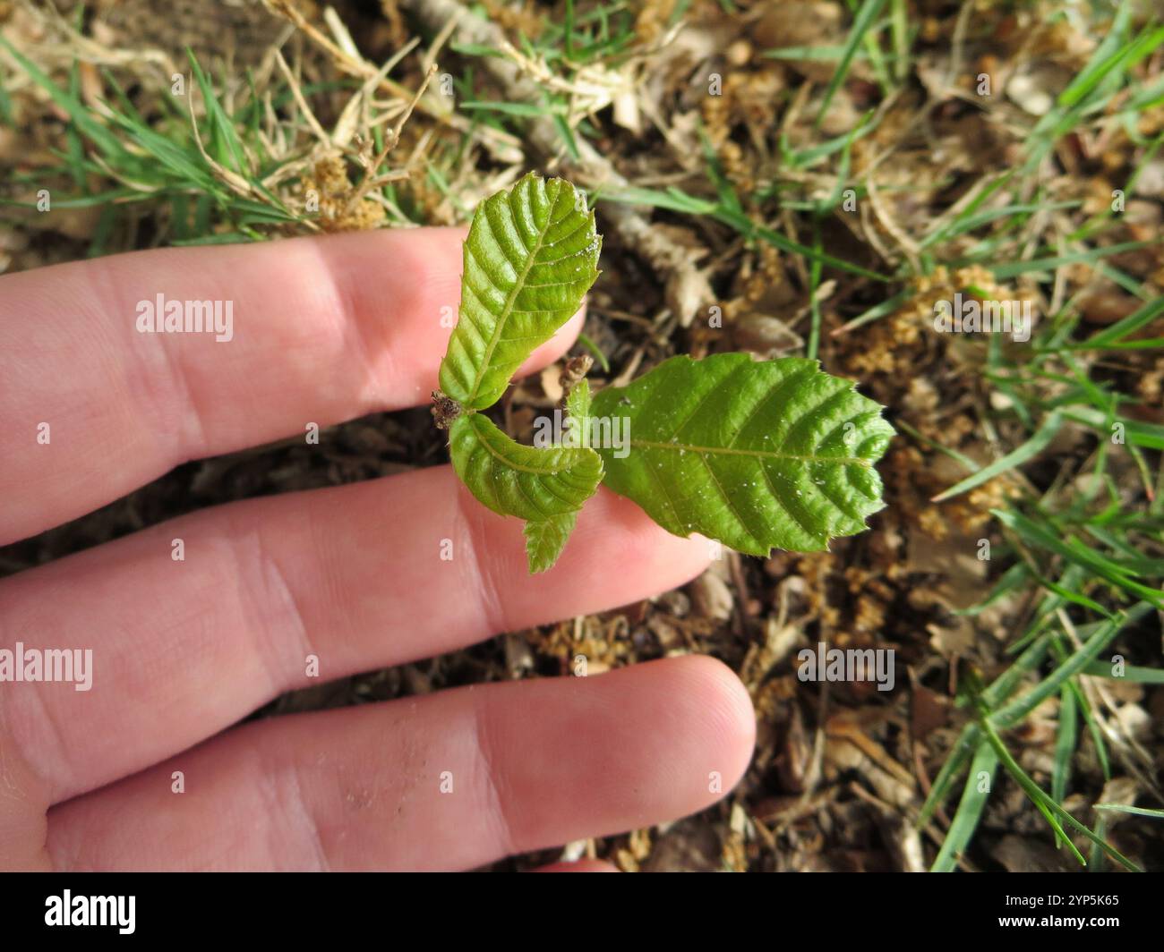 Sawtooth oak (Quercus acutissima Stock Photo - Alamy