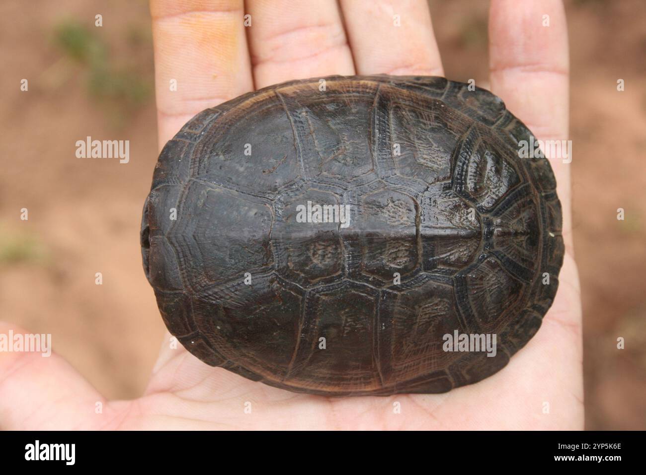 West African Mud Turtle (Pelusios castaneus Stock Photo - Alamy