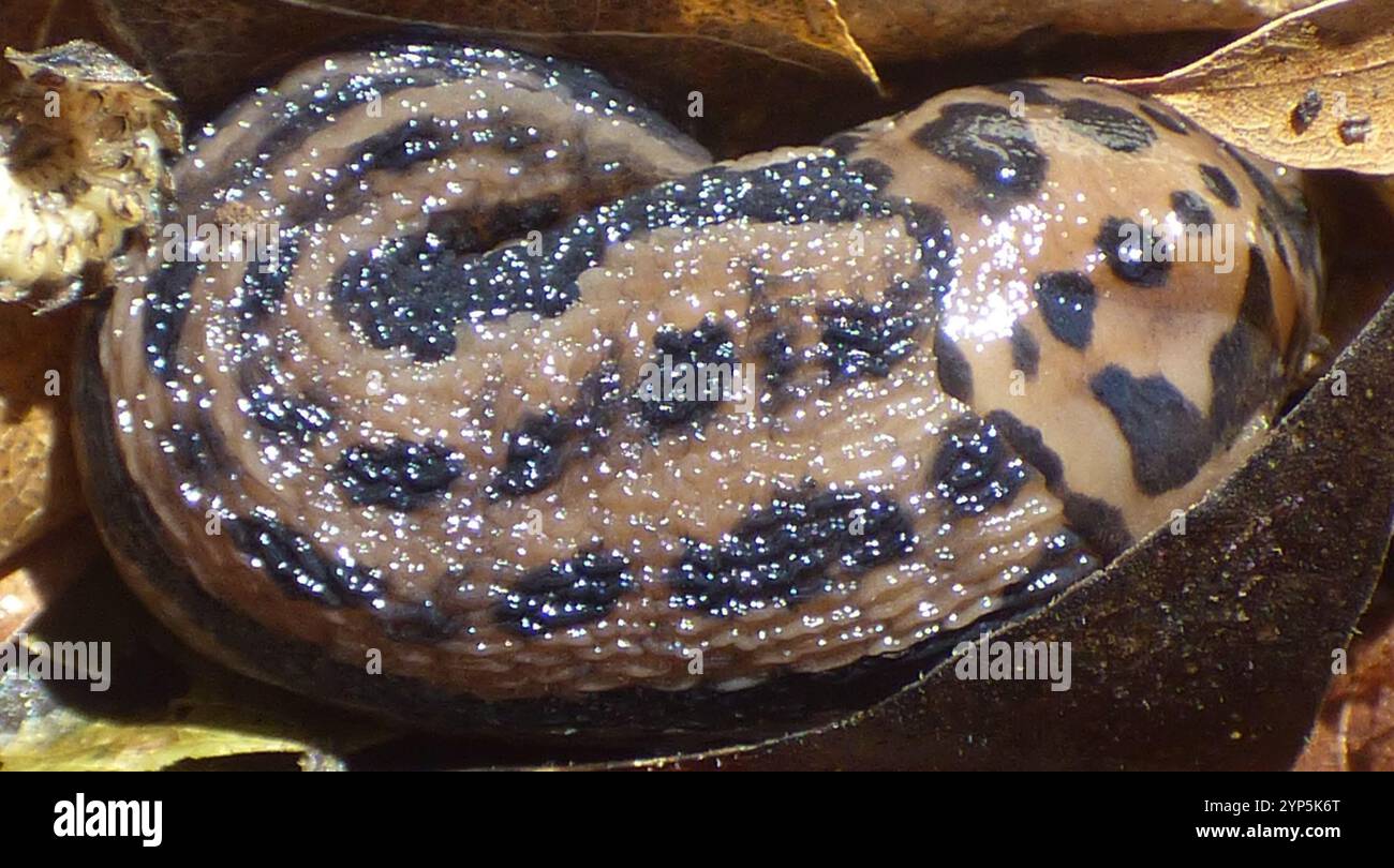Leopard Slug (Limax maximus Stock Photo - Alamy