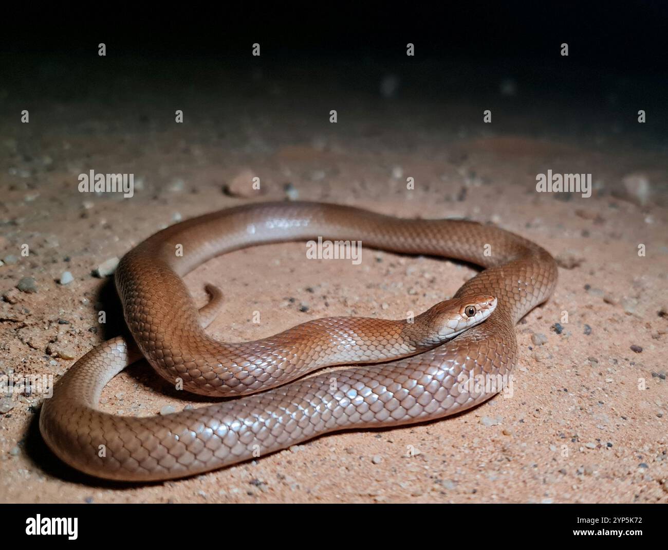 Curl Snake (Suta suta Stock Photo - Alamy