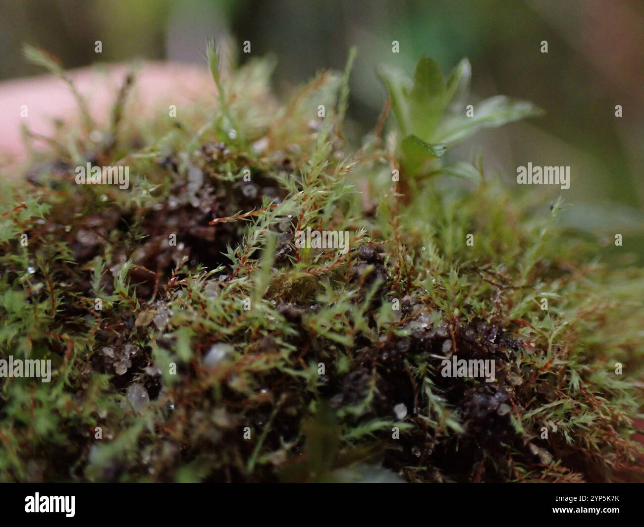 nodding thread-moss (Pohlia nutans Stock Photo - Alamy