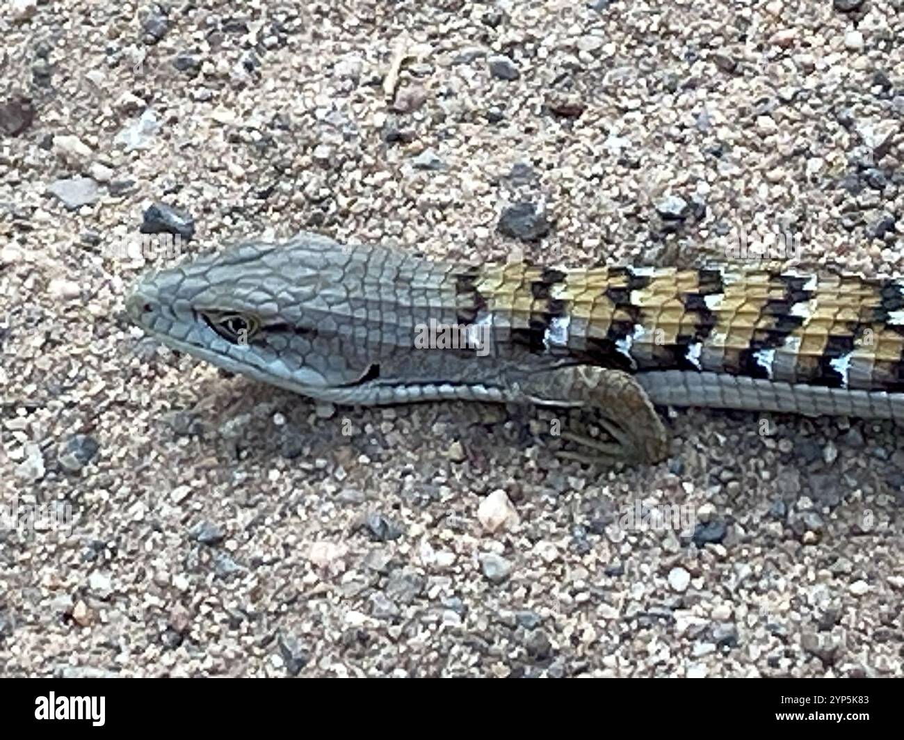 Southern Alligator Lizard (Elgaria multicarinata Stock Photo - Alamy